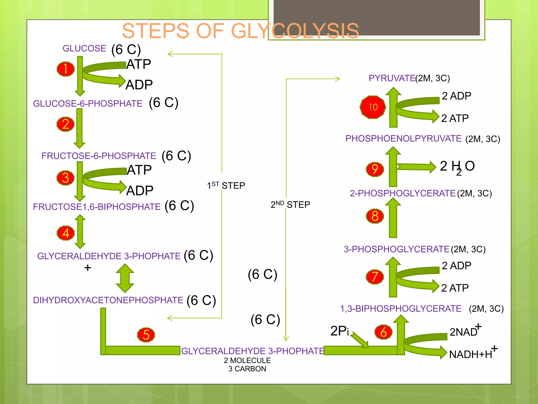 carbohydrate metabolism, Glycolysis, metabolic process of carbohydrates ...