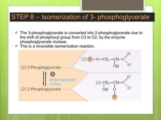 carbohydrate metabolism, Glycolysis, metabolic process of carbohydrates ...