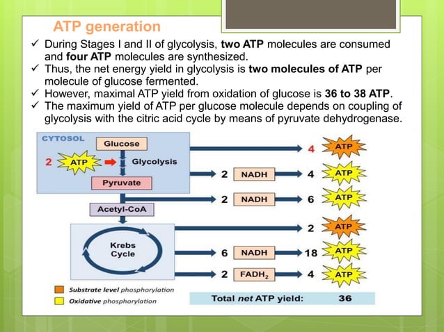 carbohydrate metabolism, Glycolysis, metabolic process of carbohydrates ...