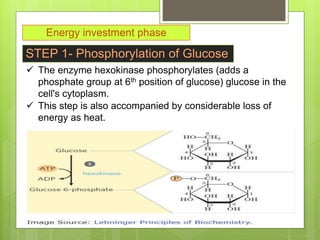 carbohydrate metabolism, Glycolysis, metabolic process of carbohydrates ...