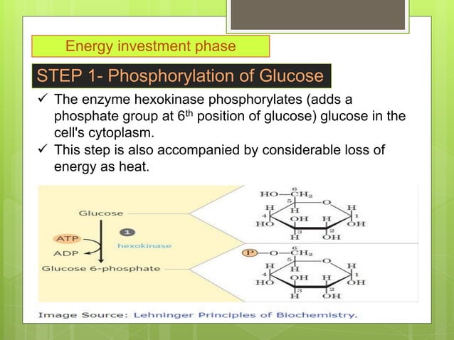 carbohydrate metabolism, Glycolysis, metabolic process of carbohydrates ...