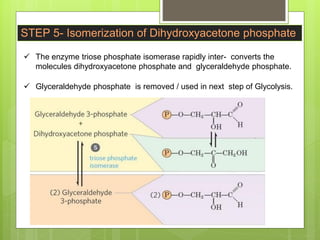 carbohydrate metabolism, Glycolysis, metabolic process of carbohydrates ...