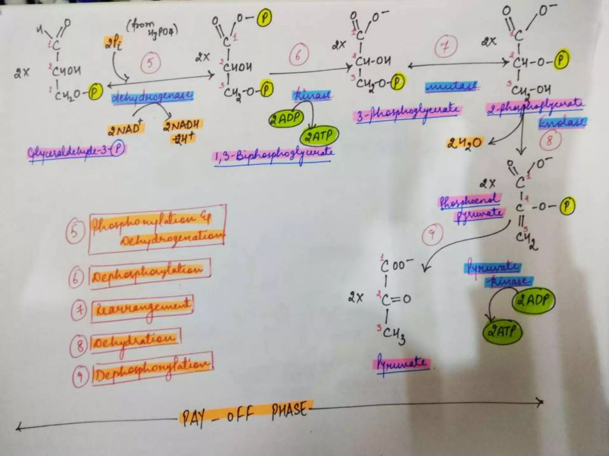 Glycolysis-the EMP pathway-Embden Meyerhoff Paranas pathway | PPTX