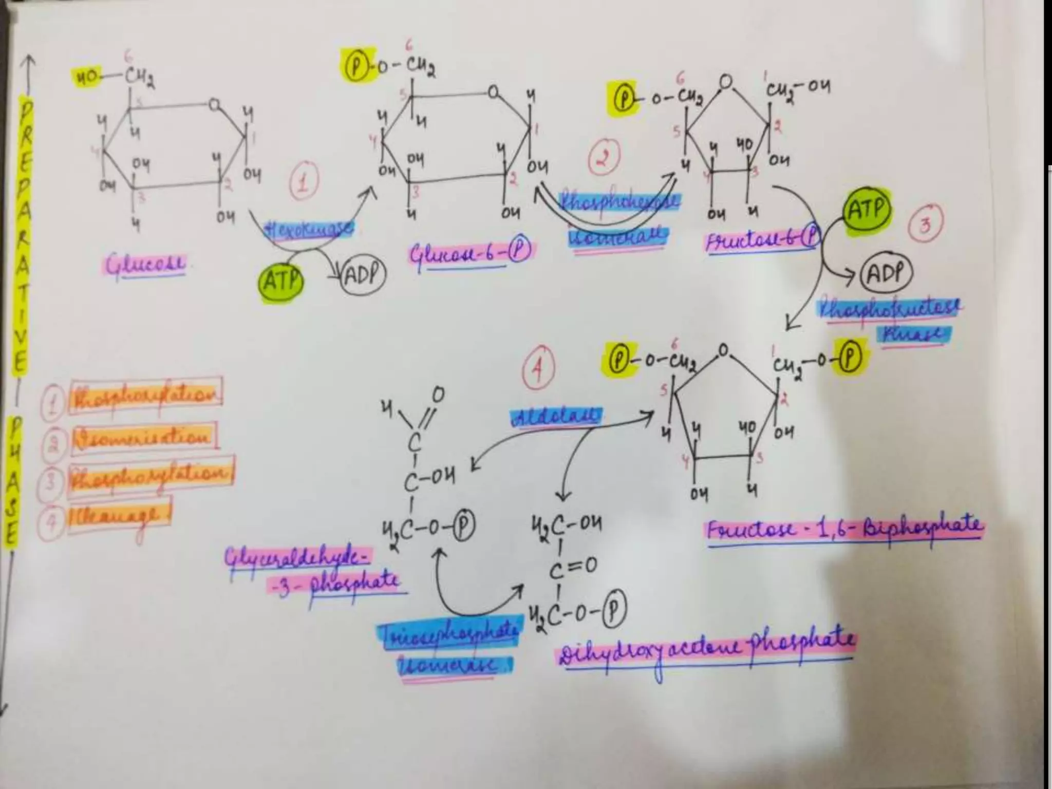 Glycolysis-the EMP pathway-Embden Meyerhoff Paranas pathway | PPTX