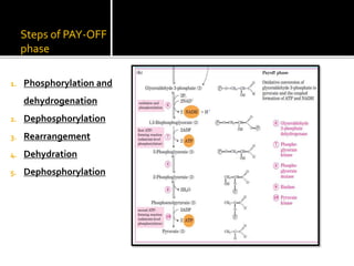 Glycolysis-the EMP pathway-Embden Meyerhoff Paranas pathway | PPTX