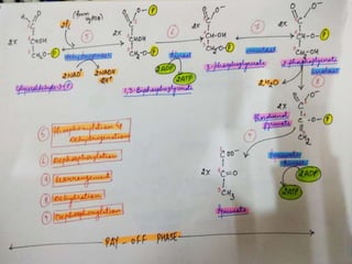 Glycolysis-the EMP pathway-Embden Meyerhoff Paranas pathway | PPTX