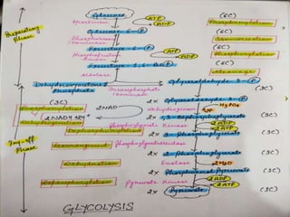 Glycolysis-the EMP pathway-Embden Meyerhoff Paranas pathway | PPTX