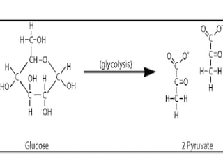 Glycolysis-the EMP pathway-Embden Meyerhoff Paranas pathway | PPTX