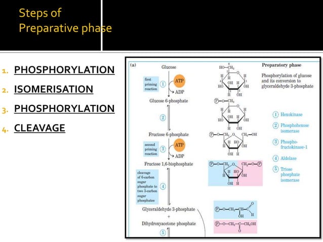 Glycolysis-the EMP pathway-Embden Meyerhoff Paranas pathway | PPT