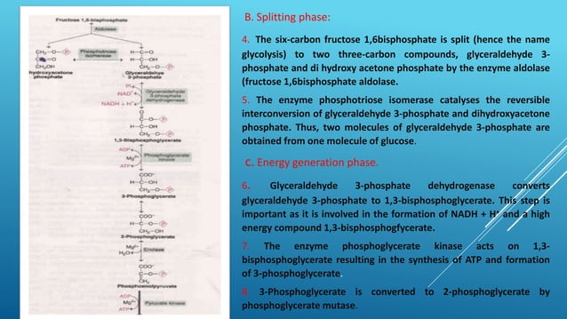 Glycolysis | PPT
