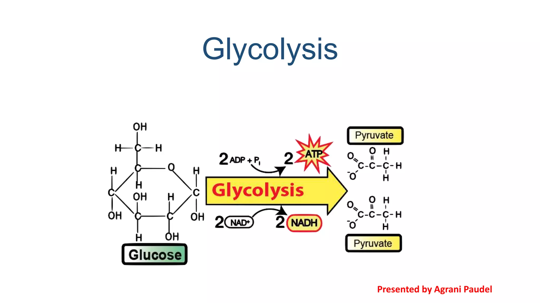 Glycolysis | PPTX