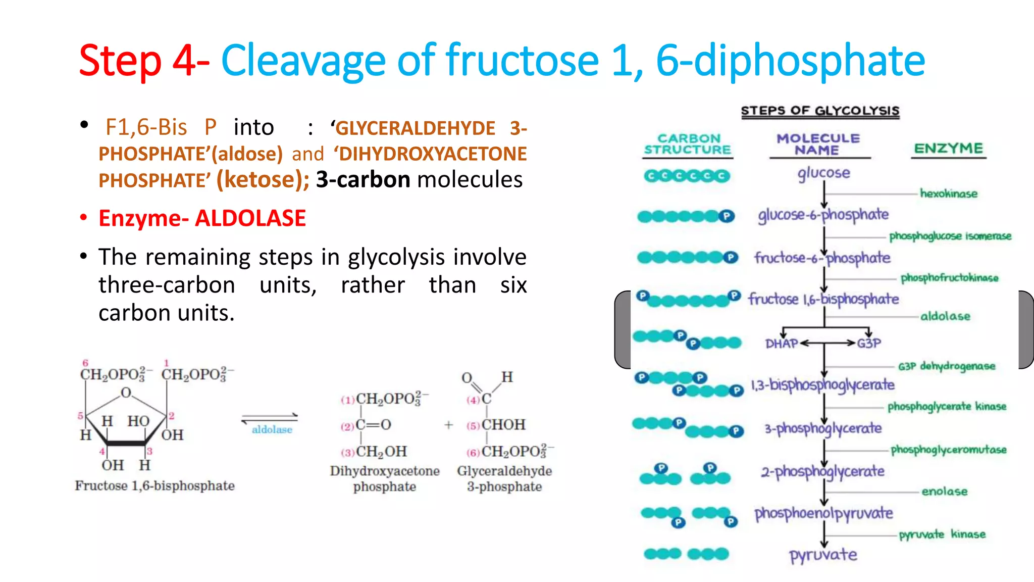 Glycolysis | PPTX