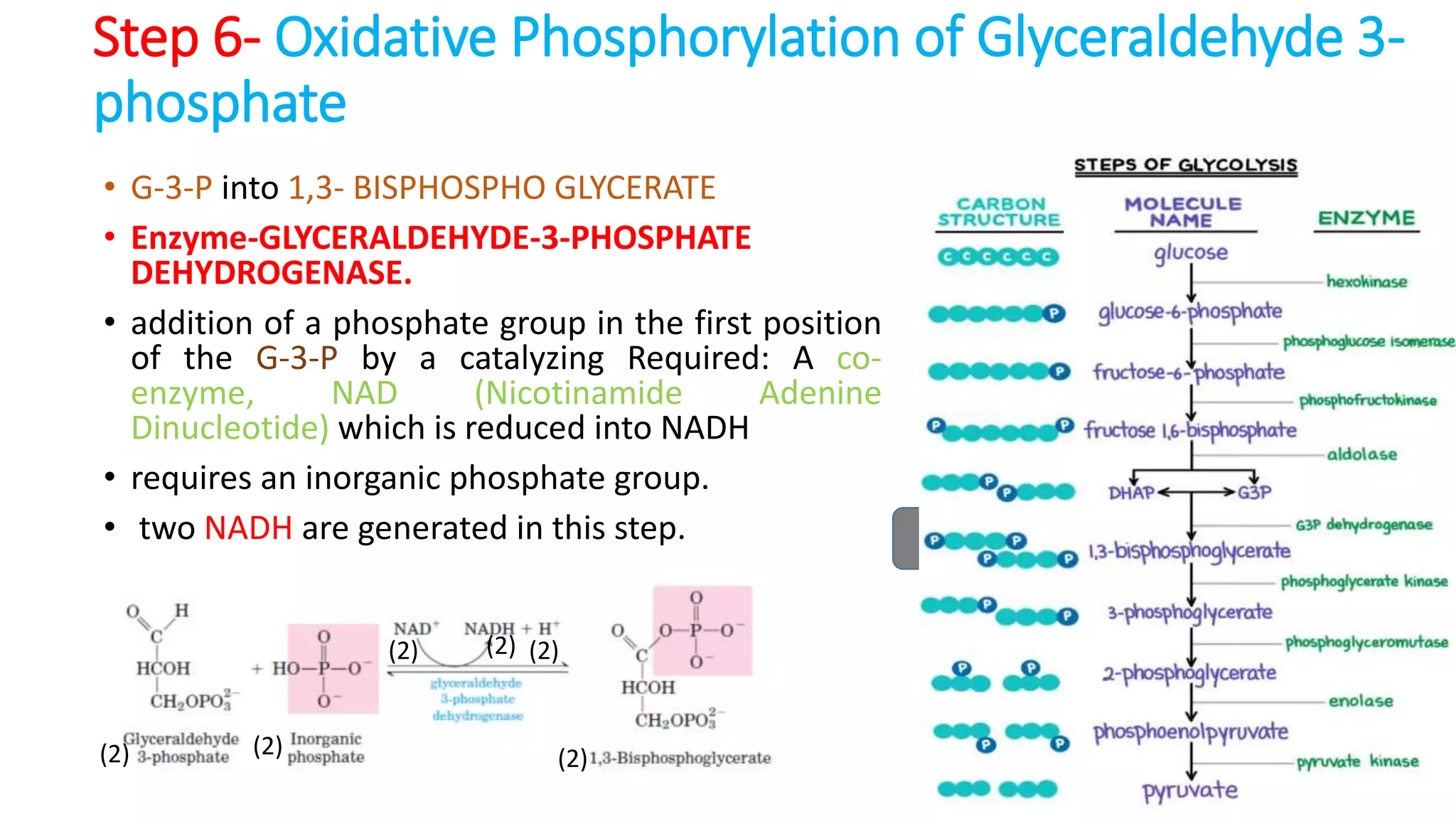Glycolysis | PPTX