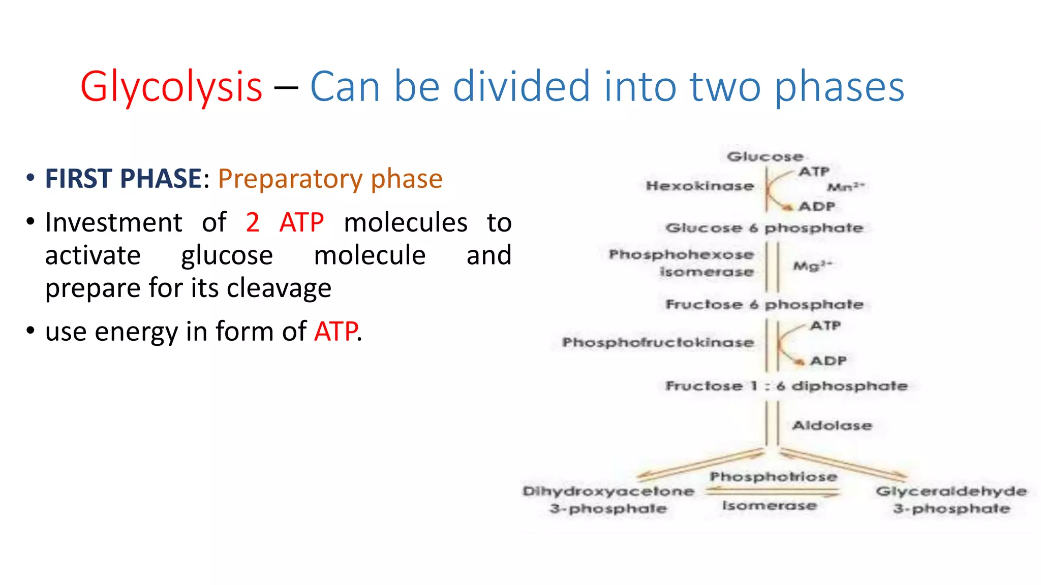 Glycolysis | PPTX