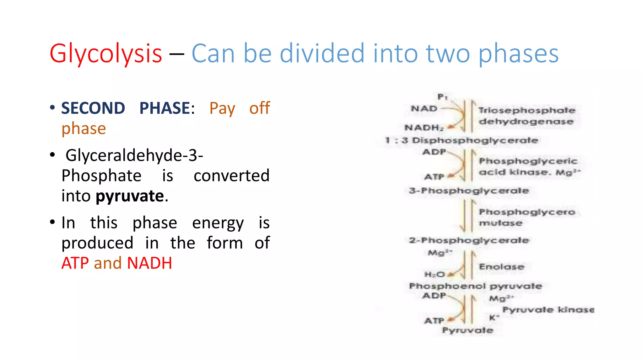 Glycolysis | PPTX