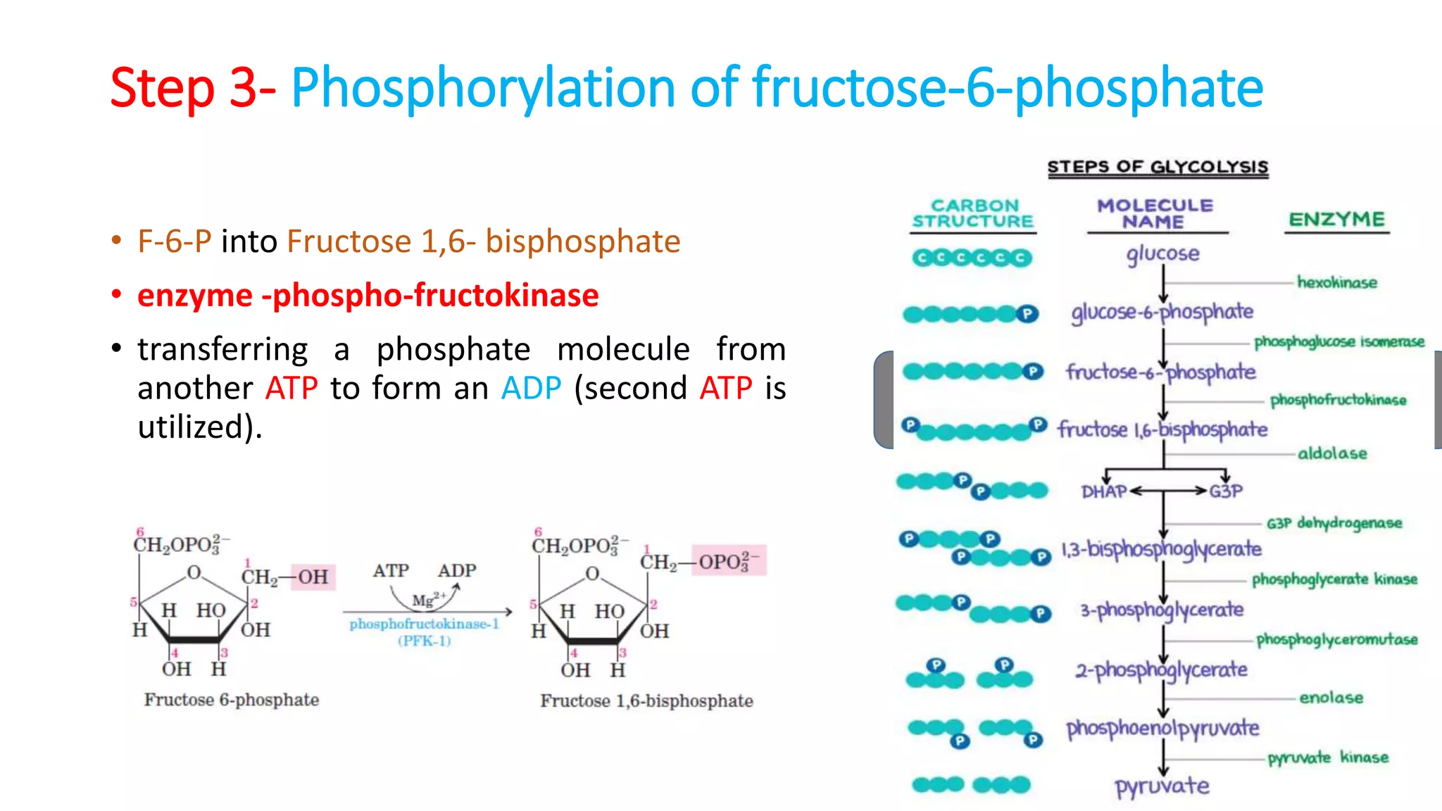 Glycolysis | PPTX