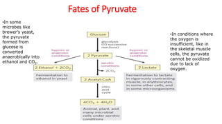 Glycolysis | PPTX