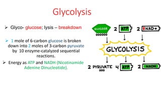 Glycolysis | PPTX