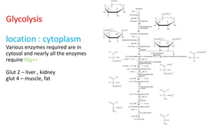Glycolysis | PPTX