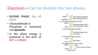 Glycolysis | PPTX
