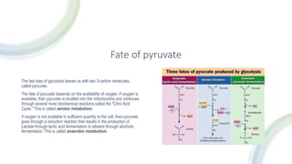 Glycolysis | PPTX