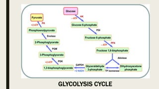 Glycolysis | PPTX