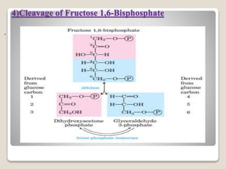Glycolysis , its regulation and energetics | PPTX