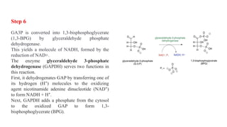 glycolysis.pptx
