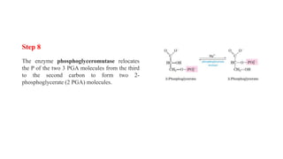 glycolysis.pptx