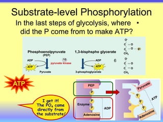 Glycolysis.pdf