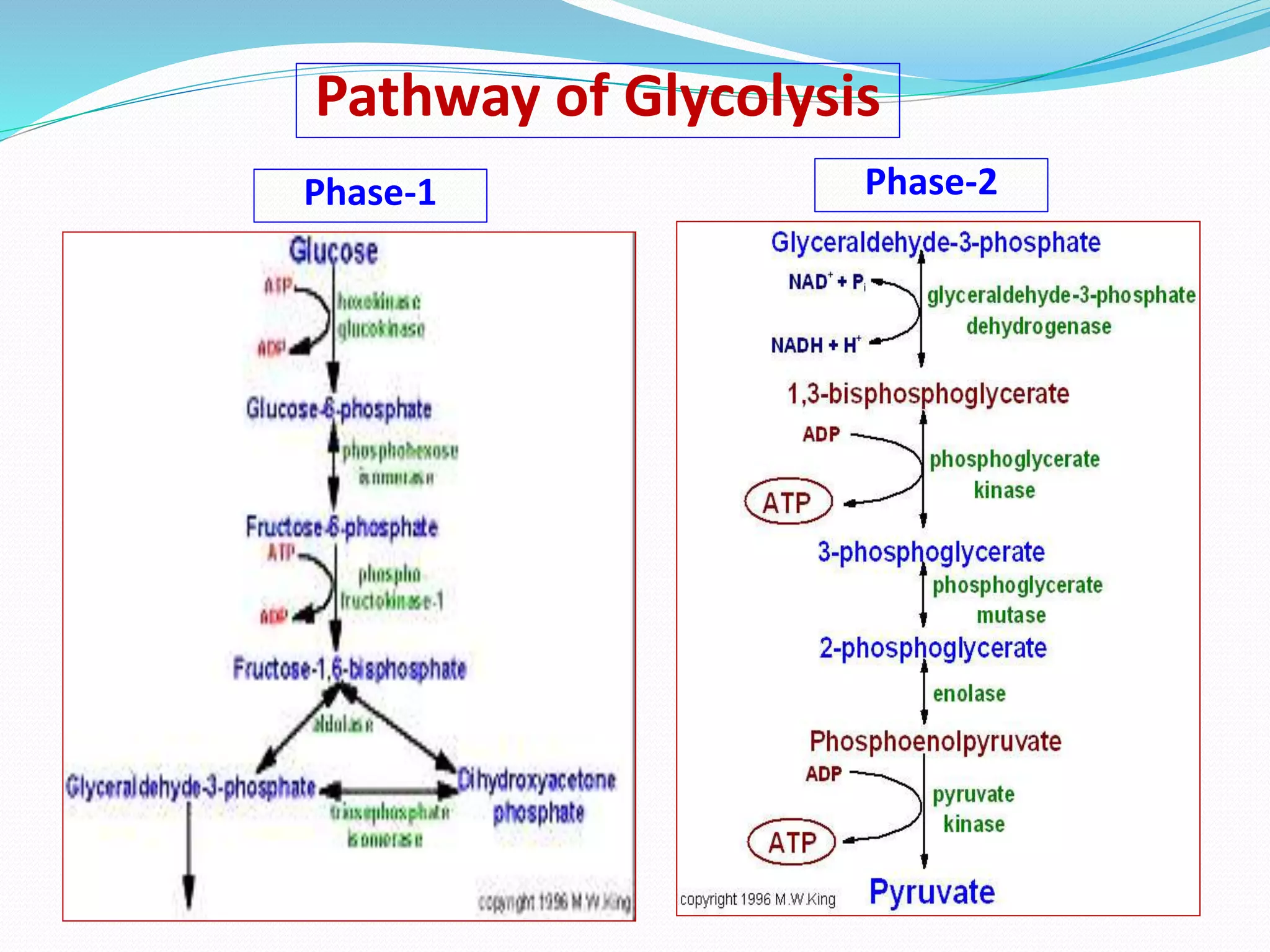 Glycolysis.pptx