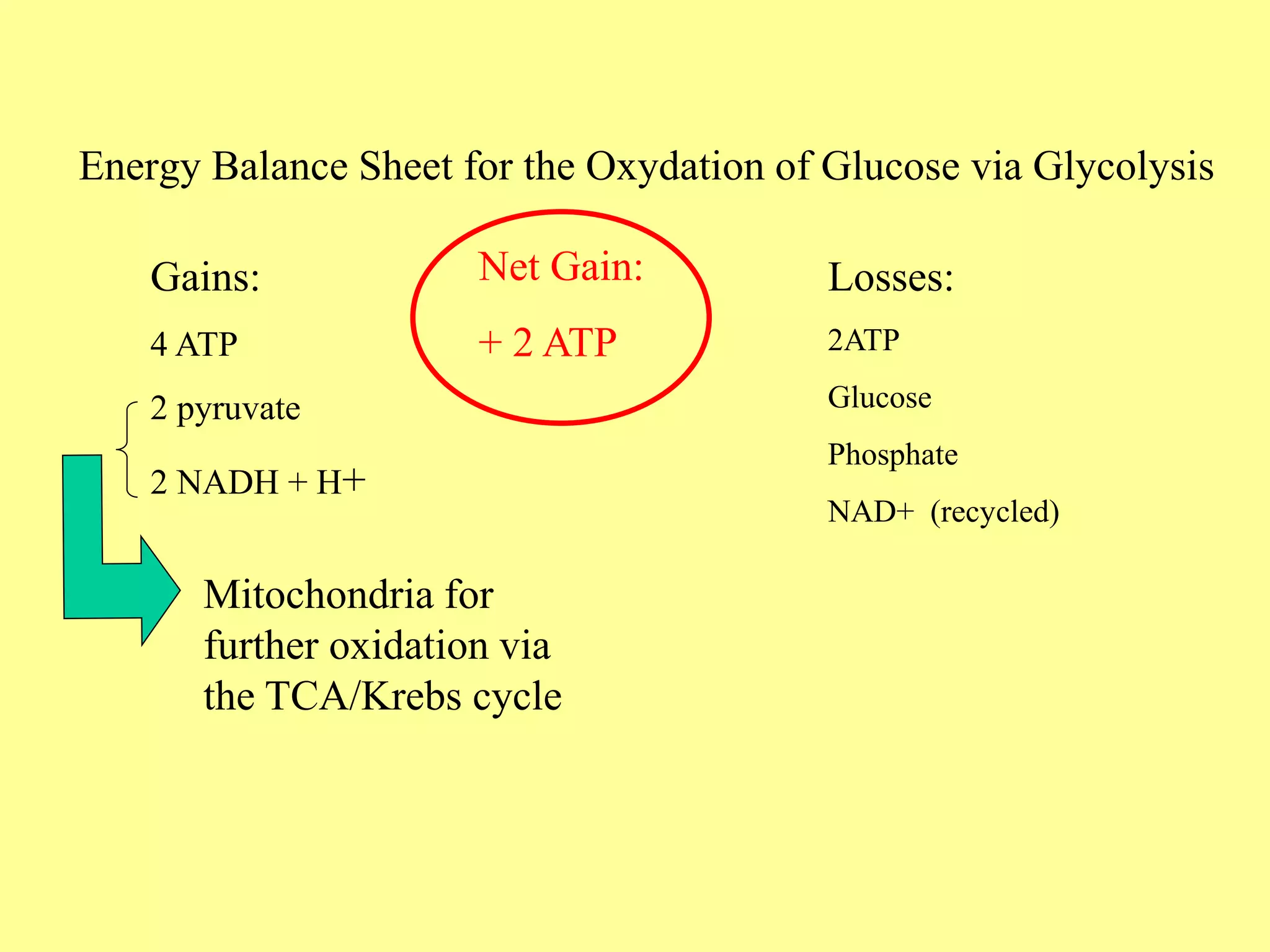 Glycolysis.ppt