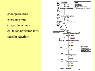 Glycolysis.ppt