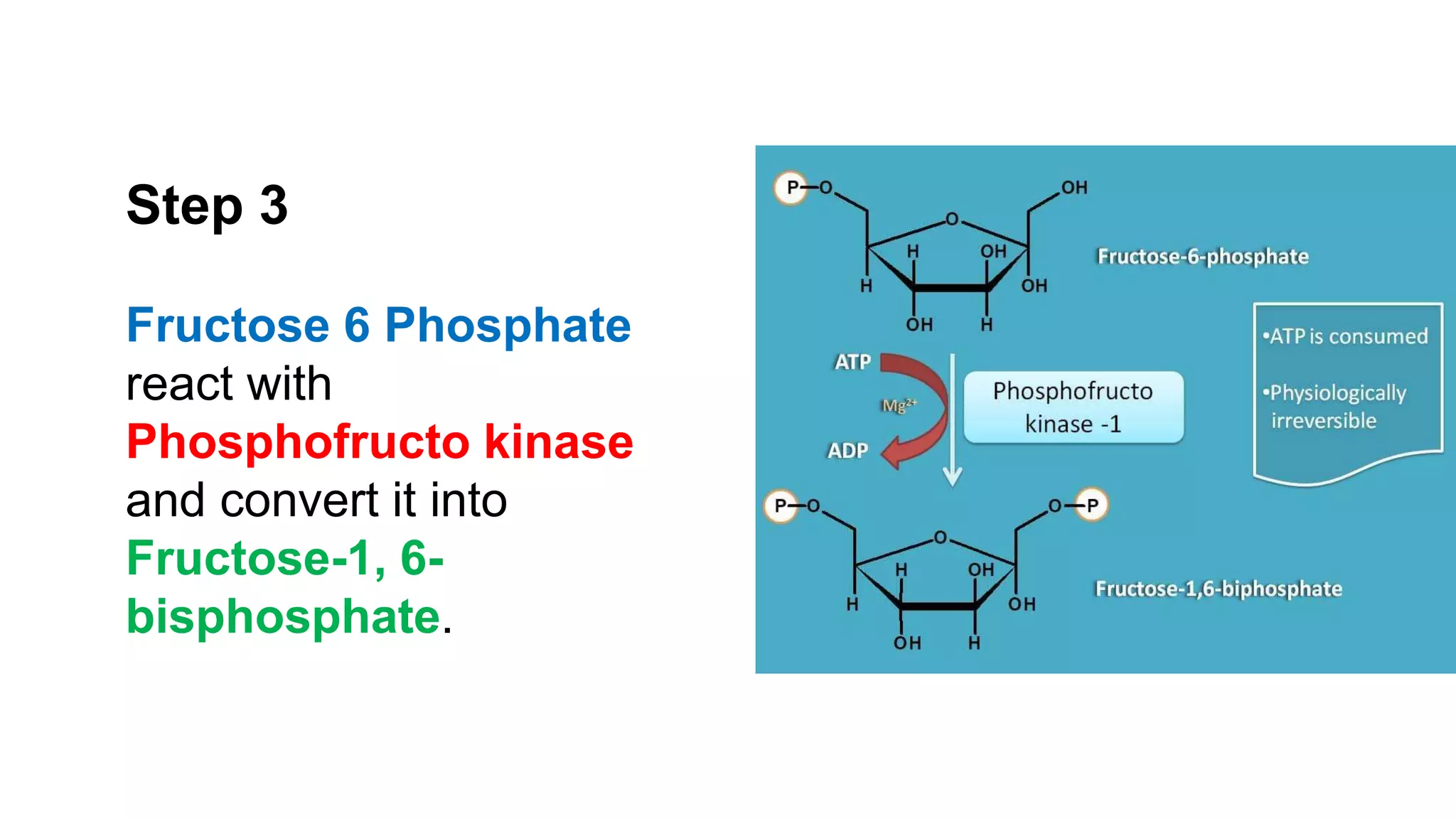 Glycolysis | PPTX
