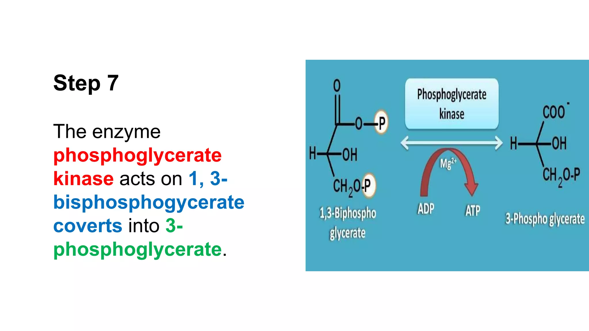Glycolysis | PPTX