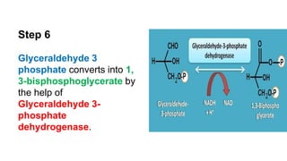 Glycolysis | PPTX