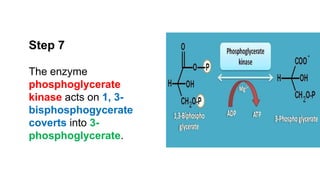 Glycolysis | PPTX