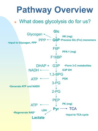 glycolysis.ppt | Chemistry | Science