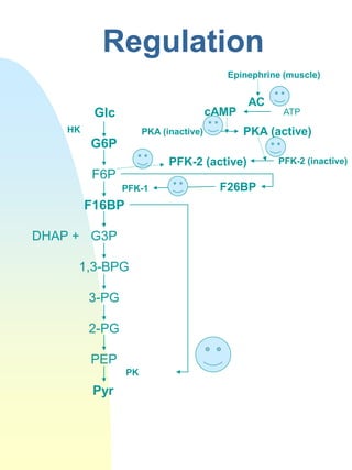 glycolysis.ppt | Chemistry | Science
