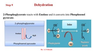 Glycolysis Pathway | PDF