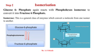 Glycolysis Pathway | PDF
