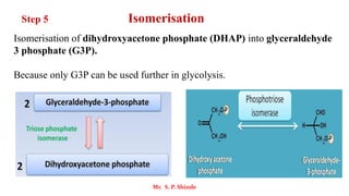 Glycolysis Pathway | PDF