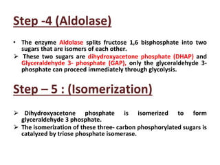 glycolysis and gluconeogenesis in animals.pptx
