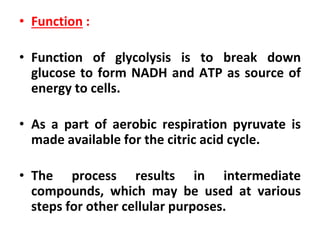 glycolysis and gluconeogenesis in animals.pptx