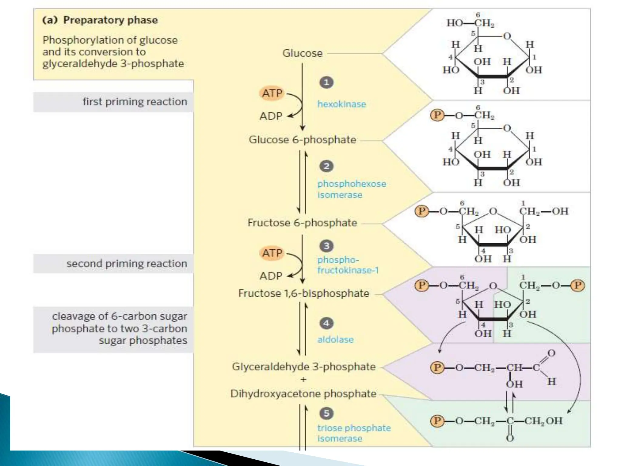 Glycolysis cycle and their Pathways11111 | PPTX | Endocrine and ...
