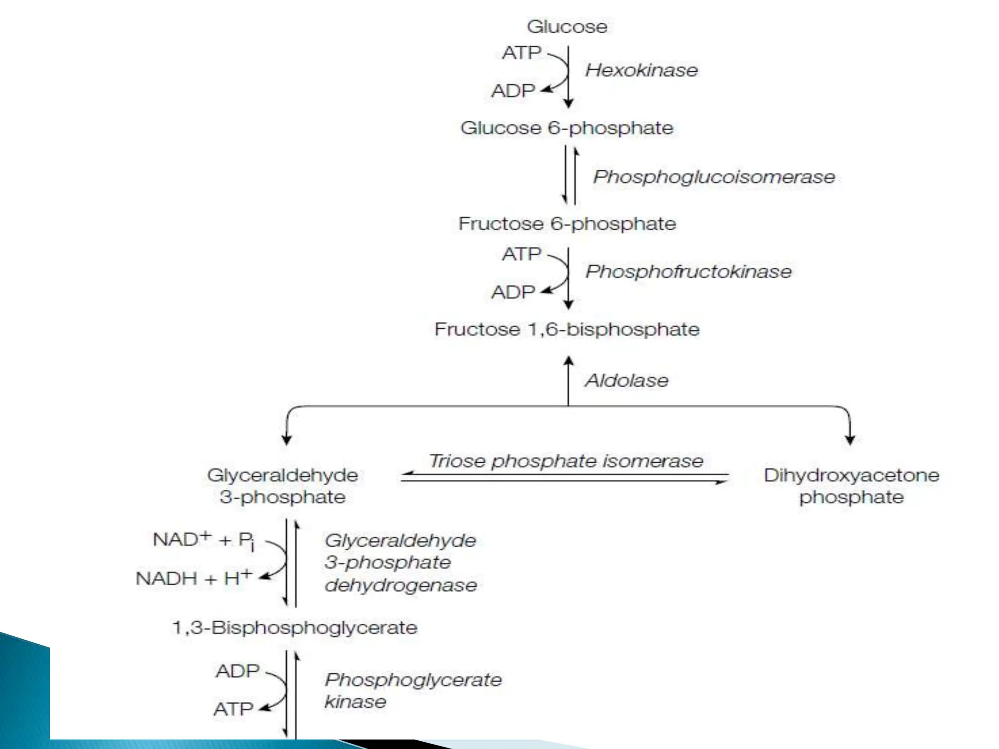 Glycolysis cycle and their Pathways11111 | PPTX | Endocrine and ...