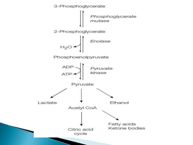 Glycolysis cycle and their Pathways11111 | PPTX | Endocrine and ...