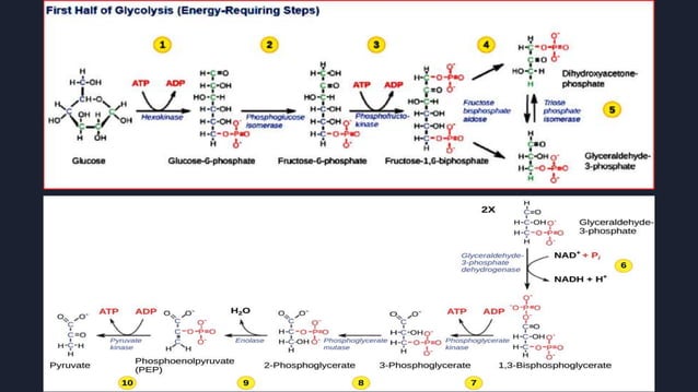 Glycolysis- Reactions, Regulation and application.pptx