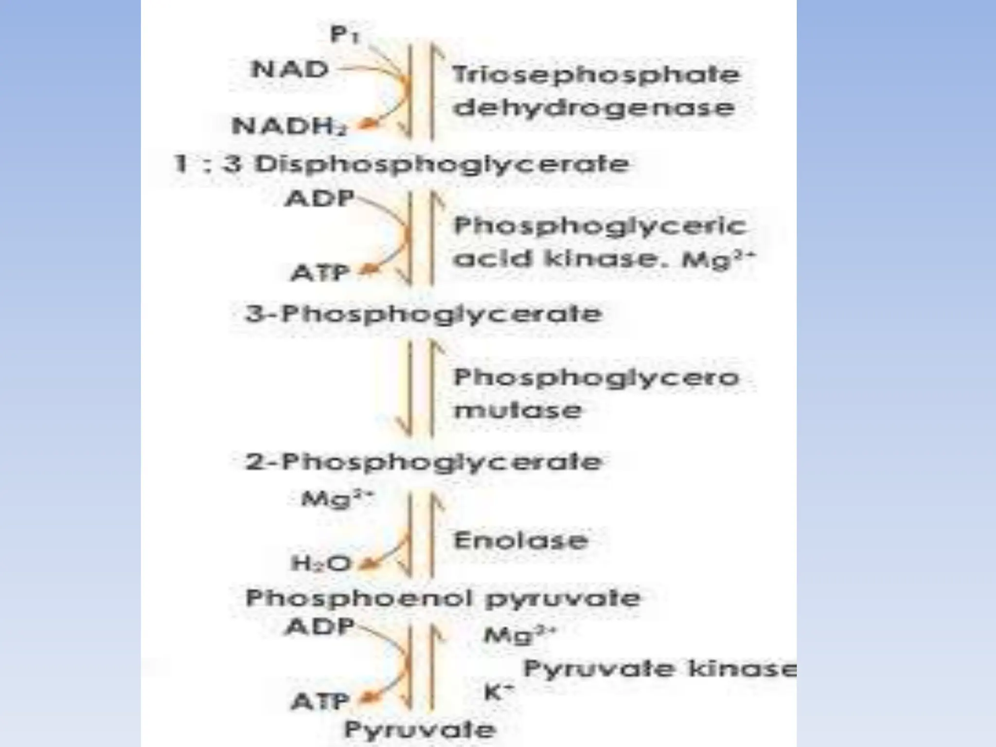 glycolysis , pathway, regulations and stochemetric of glycolysis | PPT