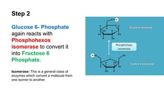 Glycolysis biology for engineer 2nd year.pptx